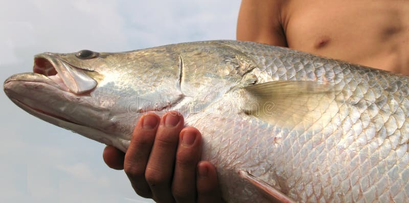 Large Fish Caught! stock photo. Image of scales, streamlined - 1805318