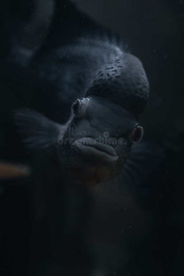 A Large Fish is Looking Straight Ahead with Its Mouth Open Stock Image ...