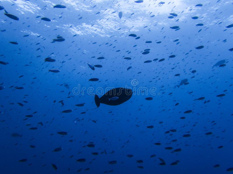 Large Fish between Many Small Fish Stock Image - Image of fishing ...