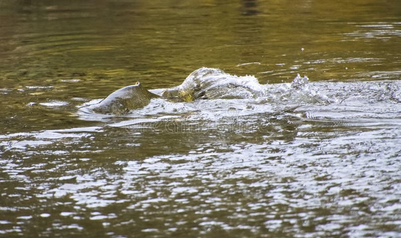 Large Fish Spawning in River Making a Splash Stock Photo - Image of ...