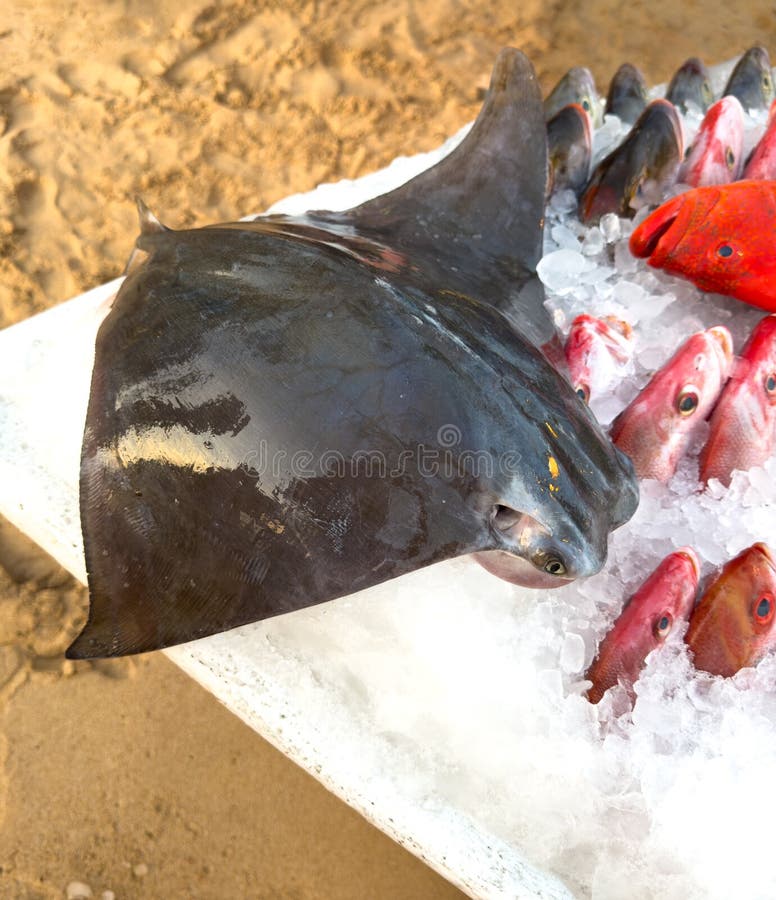 A Large Fish, Swimming Along the Wuhle River, Created Circles in the ...