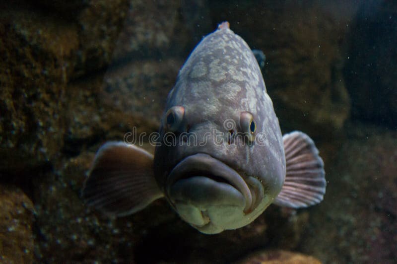 Large fish underwater stock photo. Image of marinelife - 61384344