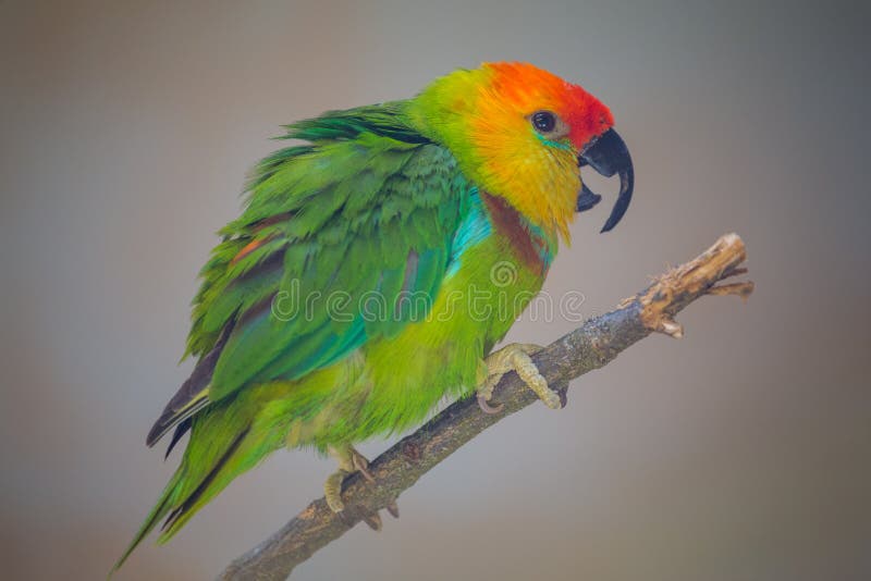 Parrot on Branch stock photo. Image of rainforest, perched - 59988362