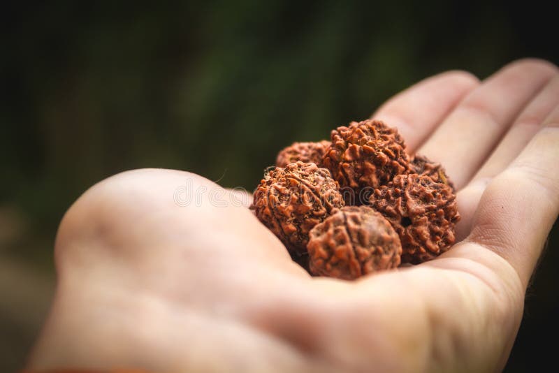 Holding Mala Rudraksha Indian Hand Stock Photos - Free & Royalty-Free ...