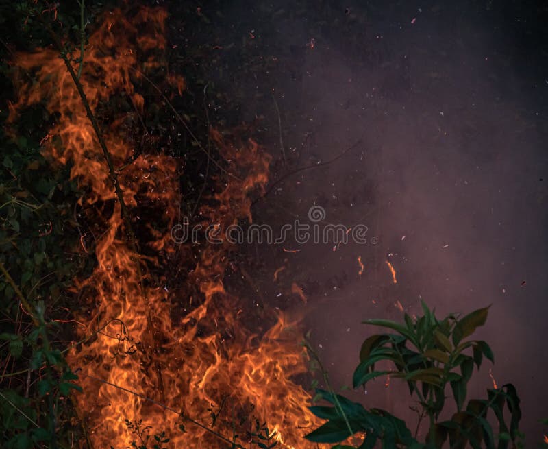 Forest Fire Burning Vegetation and Trees in Spring Stock Photo - Image ...