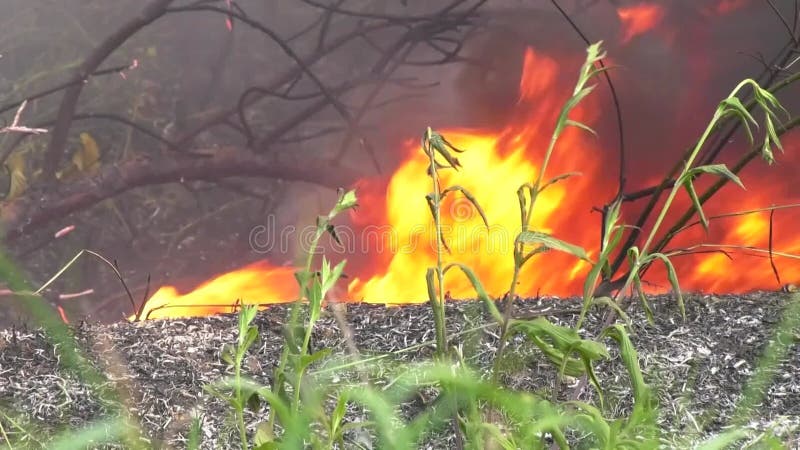 Flames during a Forest Fire. the Forest Litter is Burning. Fires in the ...