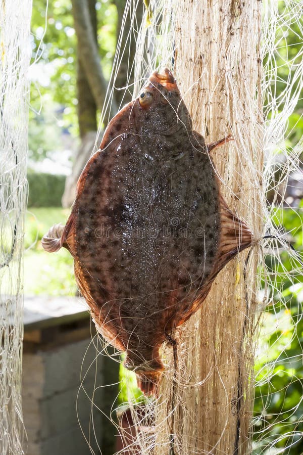 Large Flat Fish Stuck in a Fishing Net Stock Photo - Image of rope ...