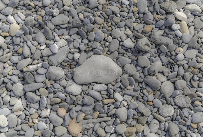 Large Flat Grey Stone in the Middle of Large Beach Pebbles Stock Photo ...