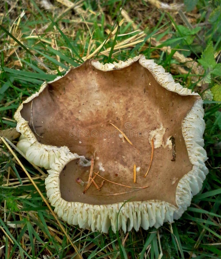Large Flat Mushroom 1 stock image. Image of autumn, gill - 85838527