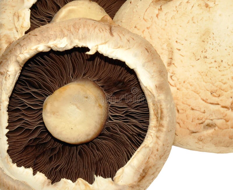 Large Flat Mushrooms stock photo. Image of background - 36632008