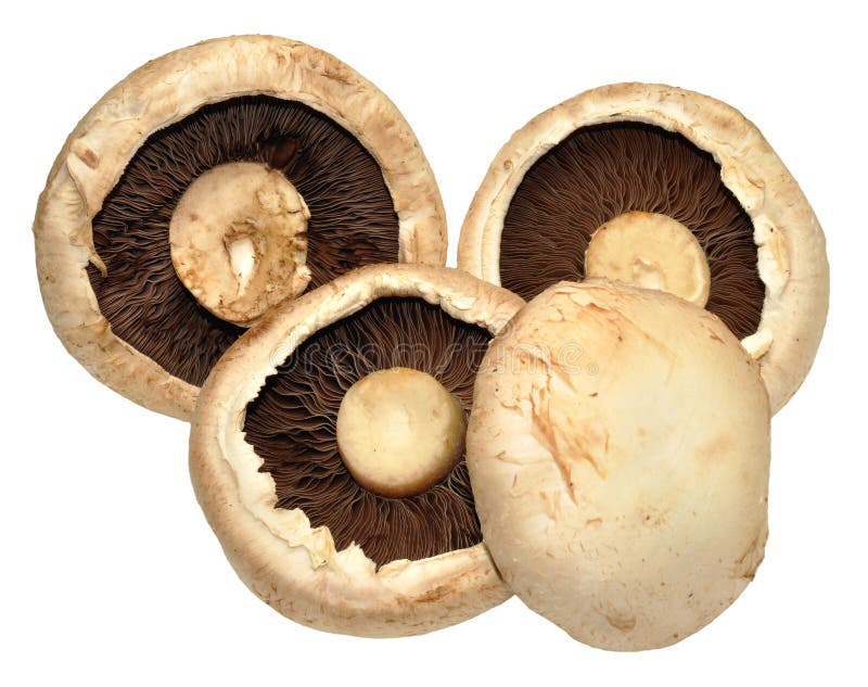 Large Flat Mushrooms stock image. Image of flat, natural - 36632055