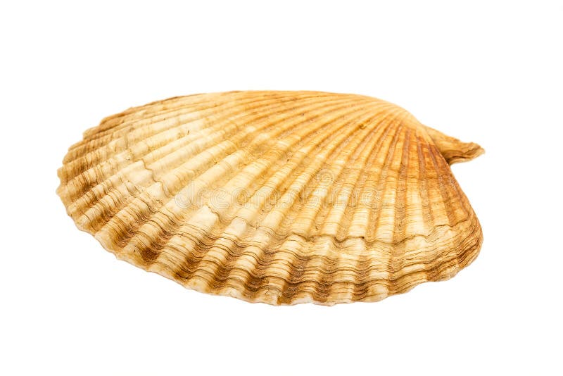 Large flat shell stock photo. Image of marine, large - 64934304