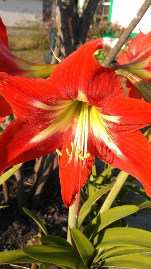 Fleur Petaled Rouge Image. Image: 106424313