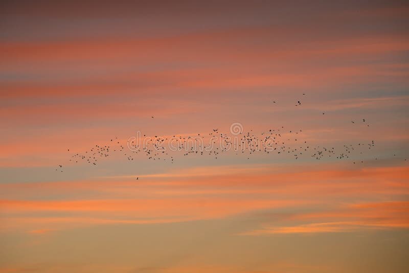A Large Flock of Birds Against the Red Evening Sky. Stock Photo - Image ...