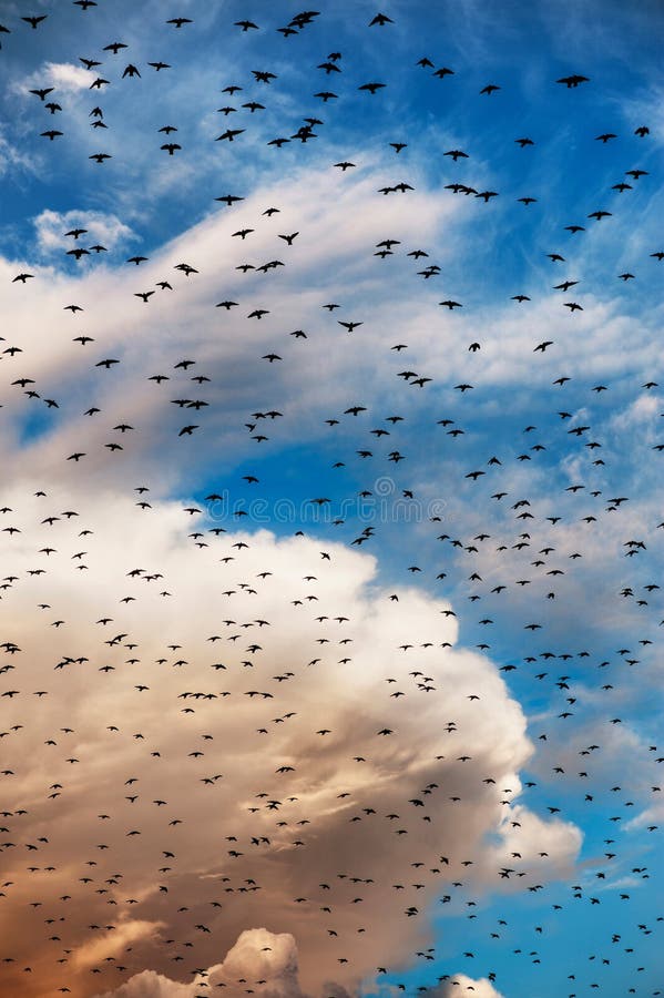Flocks of Bird in Backlight at Sunset. the Particular Acrobatic Figures ...