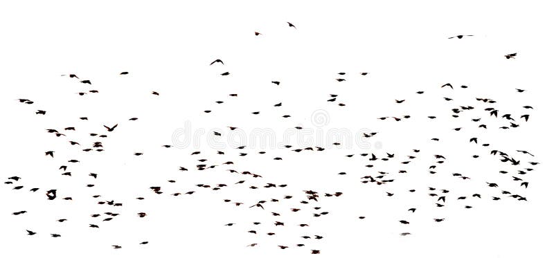 A Large Flock of Birds Isolated on a White Background. Stock Image ...