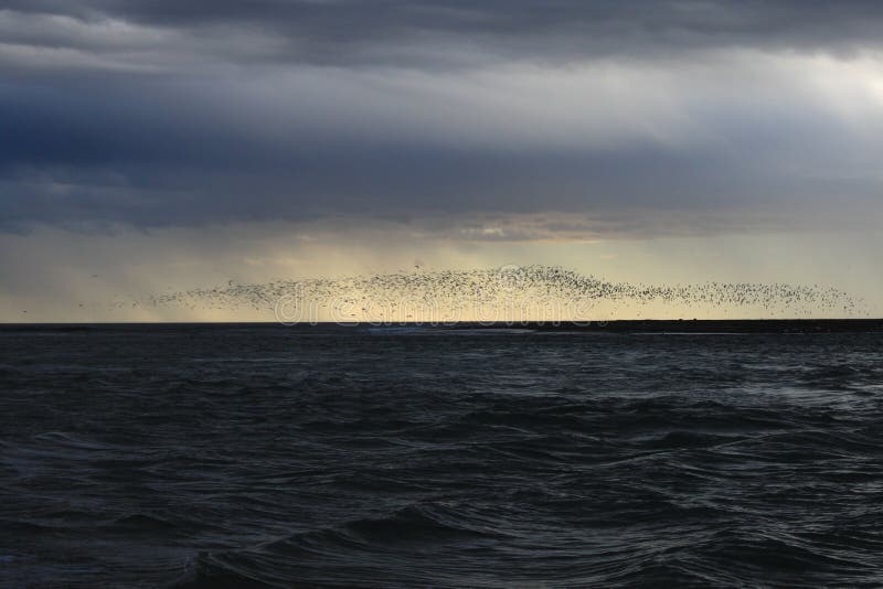 Large flock. stock photo. Image of island, autumn, birds - 51019314