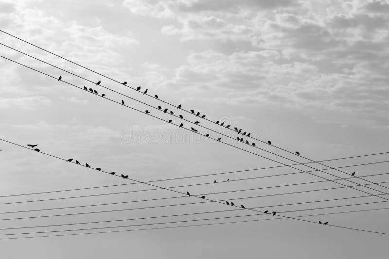 A Flock of Birds Sits on Electrical Wires. Black and White Image ...