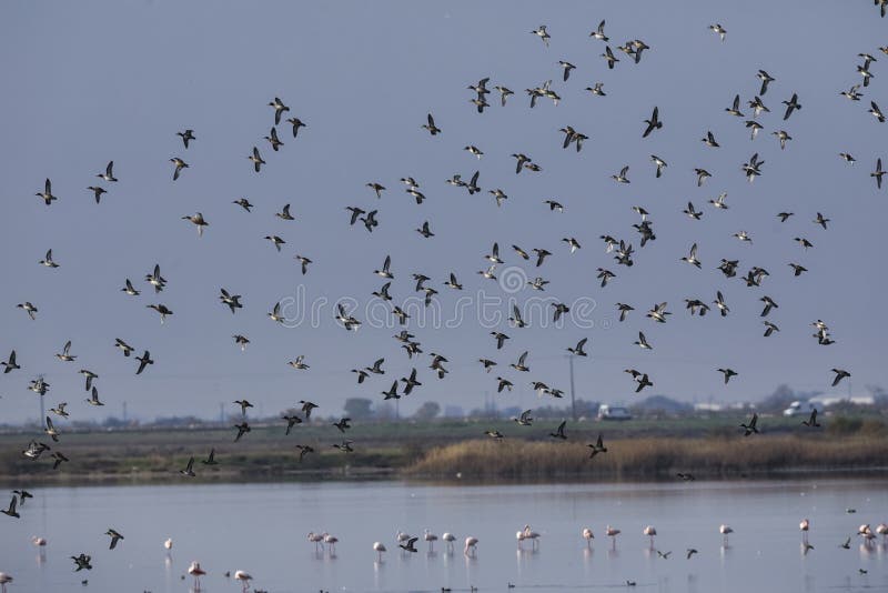 A Large Flock of Birds from Wild Ducks Flies in the Sky Stock Image ...