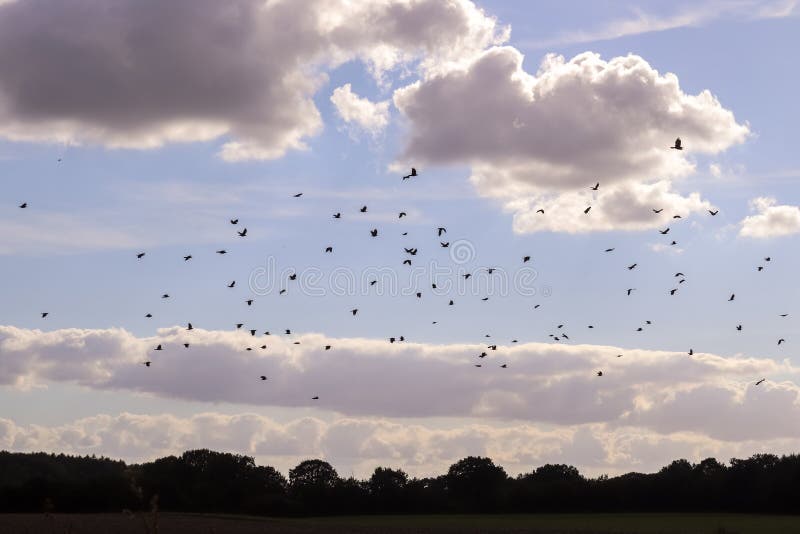 A Large Flock of Black Crow Birds Against a Beautiful Sky Stock Image ...