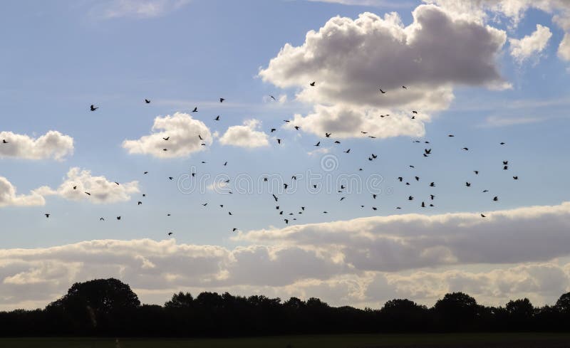 A Large Flock of Black Crow Birds Against a Beautiful Sky Stock Image ...