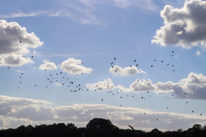 A Large Flock of Black Crow Birds Against a Beautiful Sky Stock Image ...