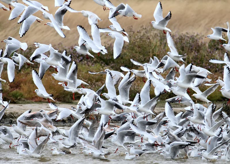 A Large Flock of Black-headed Gulls Stock Photo - Image of blackheaded ...
