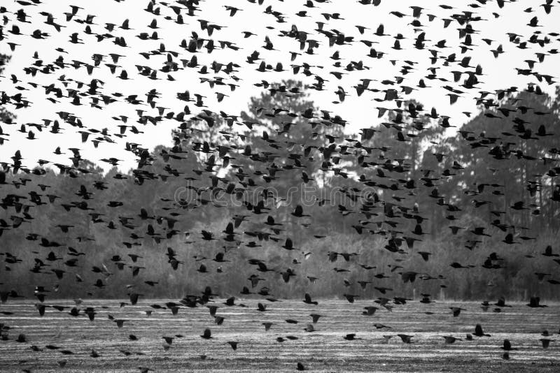 235 Grackles Bird Stock Photos - Free & Royalty-Free Stock Photos from ...