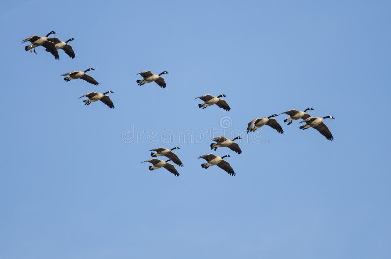 Large Flock of Canada Geese Flying in a Blue Sky Stock Image - Image of ...