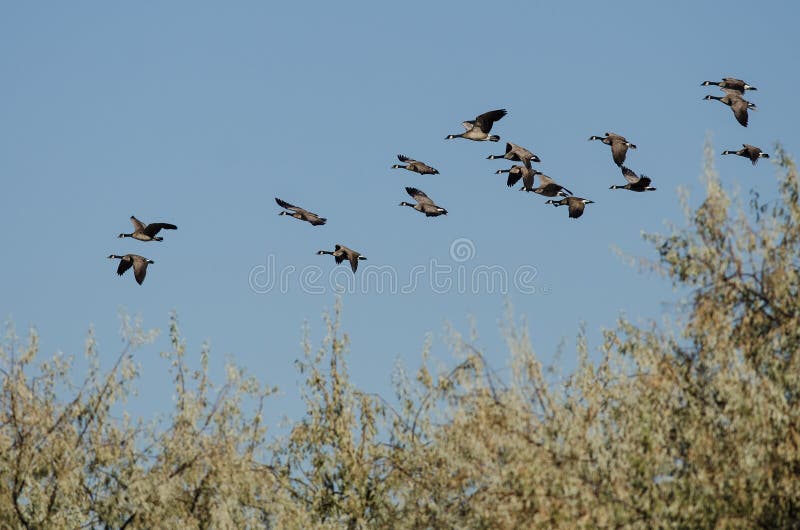Flock of Canada Geese Flying Low Over the Marsh Stock Image - Image of ...