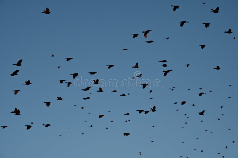 Large Flock of Common Grackles in Flight Stock Image - Image of feather ...
