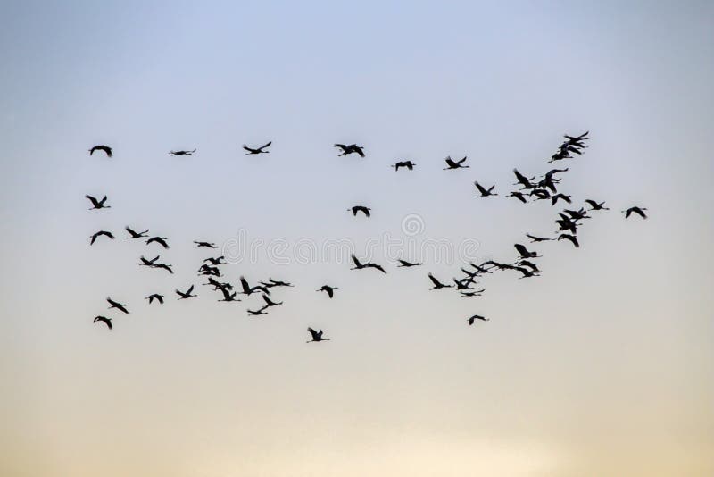 A Large Flock of Cranes Flies Across the Sky during Sunset. Stock Image ...