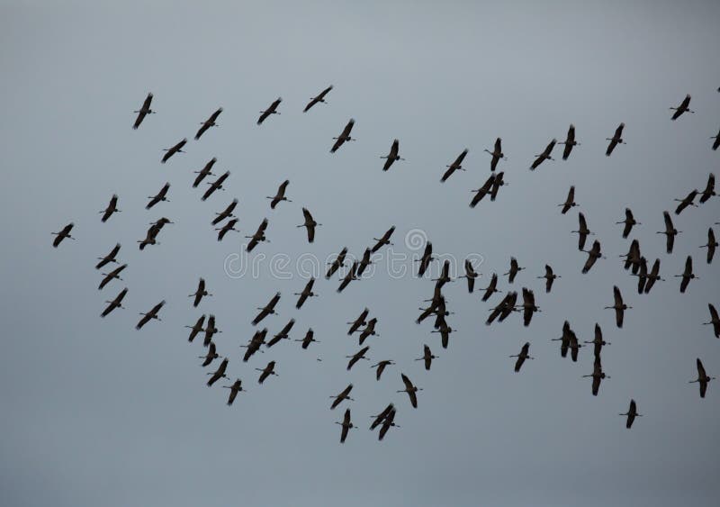 Flock of Cranes Flying in Grey Sky Stock Image - Image of independence ...