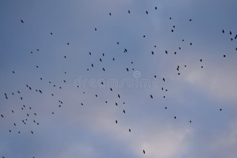 A Large Flock of Crows are Flying in the Sky Stock Image - Image of ...