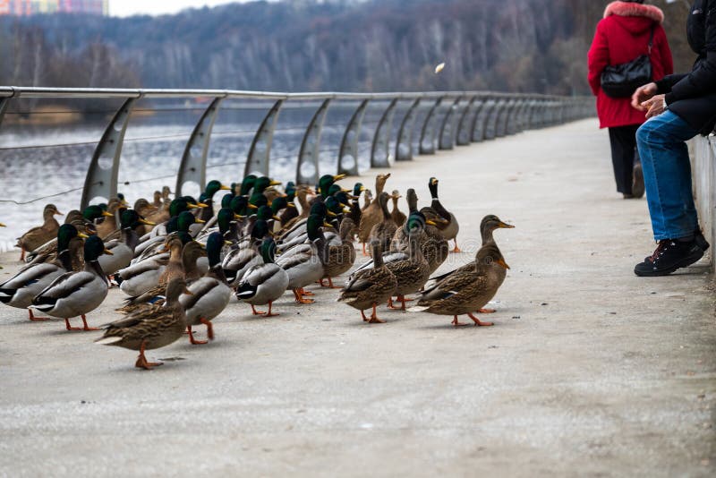 A Large Flock of Ducks Catch the Bread Stock Image - Image of catch ...