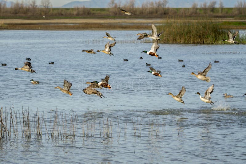 Large Flock of Ducks Taking Flight Stock Photo - Image of habitat ...