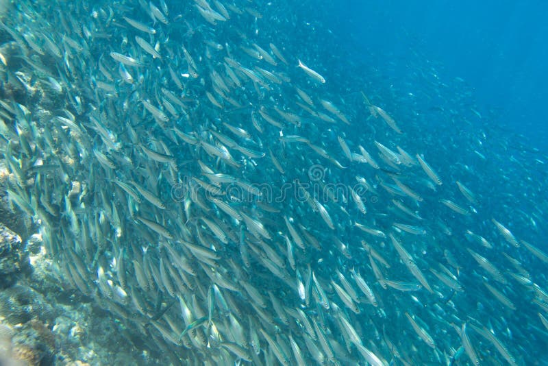 A Large Flock of Fish in the Ocean. Stock Image - Image of bicirrhis ...