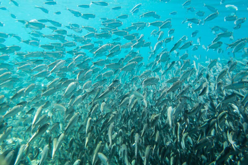 A Large Flock of Fish in the Ocean. Stock Image - Image of exotic ...
