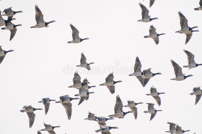 A Large Flock of Geese Fly by, Above the Lake. Background, Silhouette ...