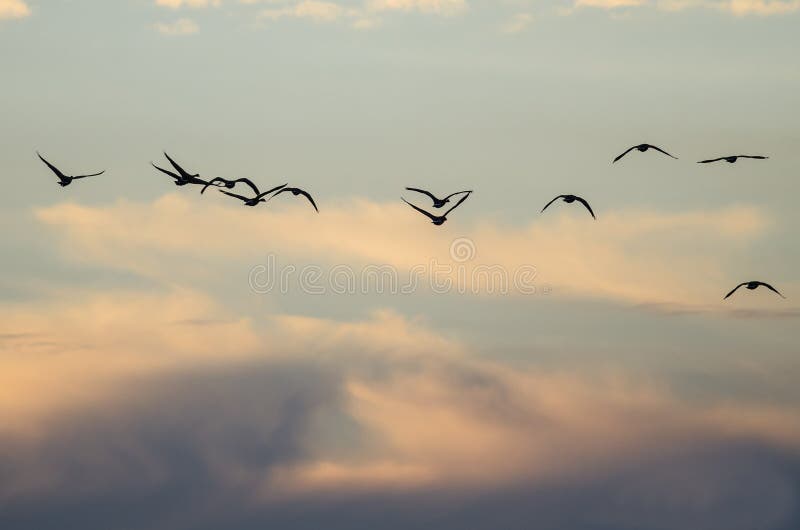 Large Flock of Geese Flying in the Beautiful Sunset Sky Stock Image ...