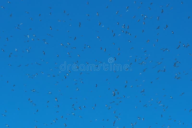 Large Flock of Laughing Gulls Circling in Blue Sky Overhead Stock Image ...