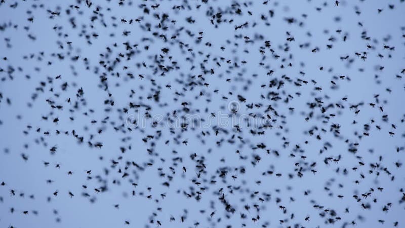 A Large Flock of Little Insects Flying on Sky. Stock Footage - Video of ...