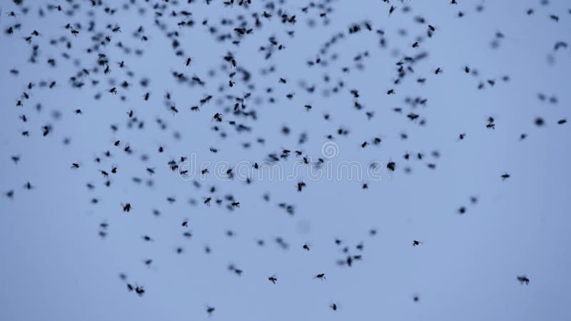A Large Flock of Little Insects Flying on Sky. Stock Video - Video of ...