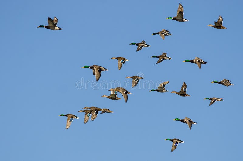 Flock Of Mallard Duck Flying