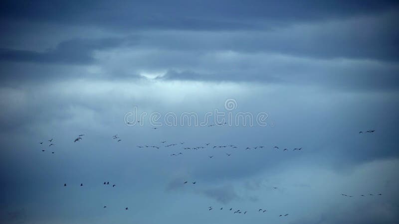 Large Flock of Migrating Geese Flying Under Dark Storm Clouds Stock ...