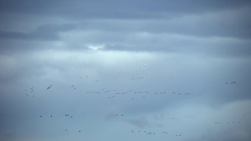 Large Flock of Migrating Geese Flying Under Overcast Sky Stock Footage ...