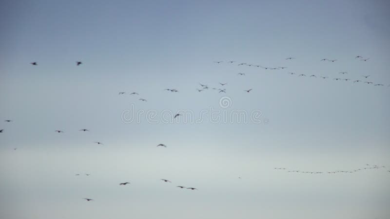 Large Flock of Migrating Geese Flying Under Overcast Sky Stock Video ...