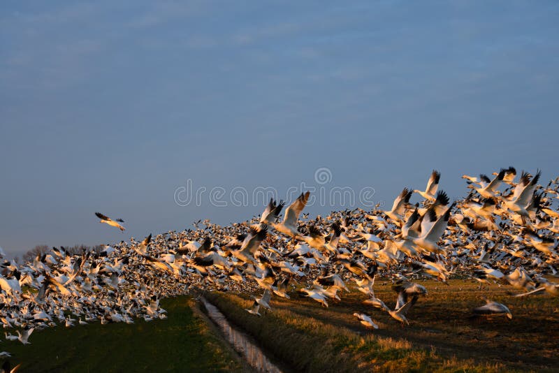 Large Flock of Migratory Snow Geese Flying Taking Off from a Farmerâ€™s ...