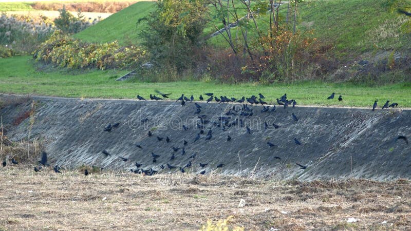 A Large Flock or Murder of Crows Stock Video - Video of organism ...