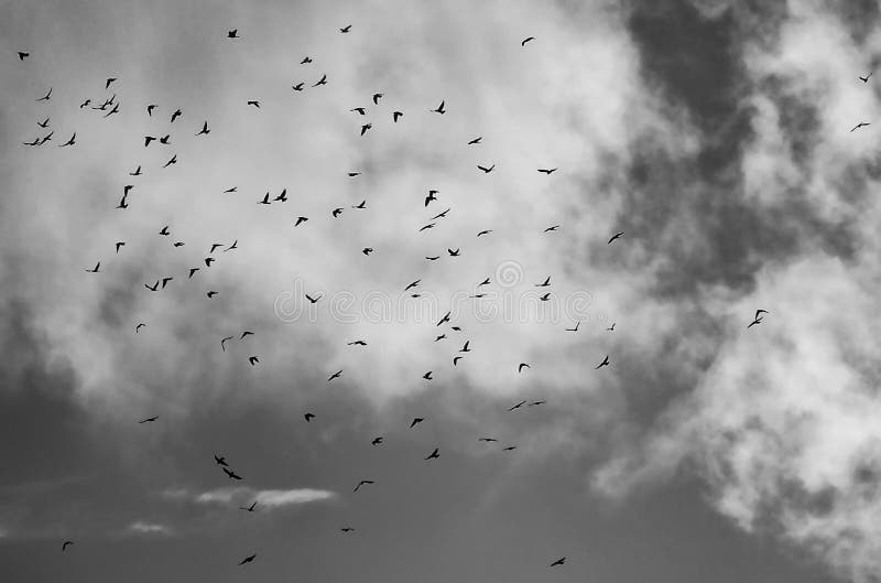 A Large Flock of One Hundred Crows Flying To Roost Stock Photo - Image ...
